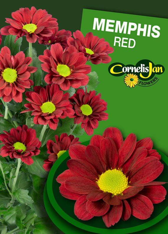 CornelisJan Flowers – Chrysantenkwekerij
